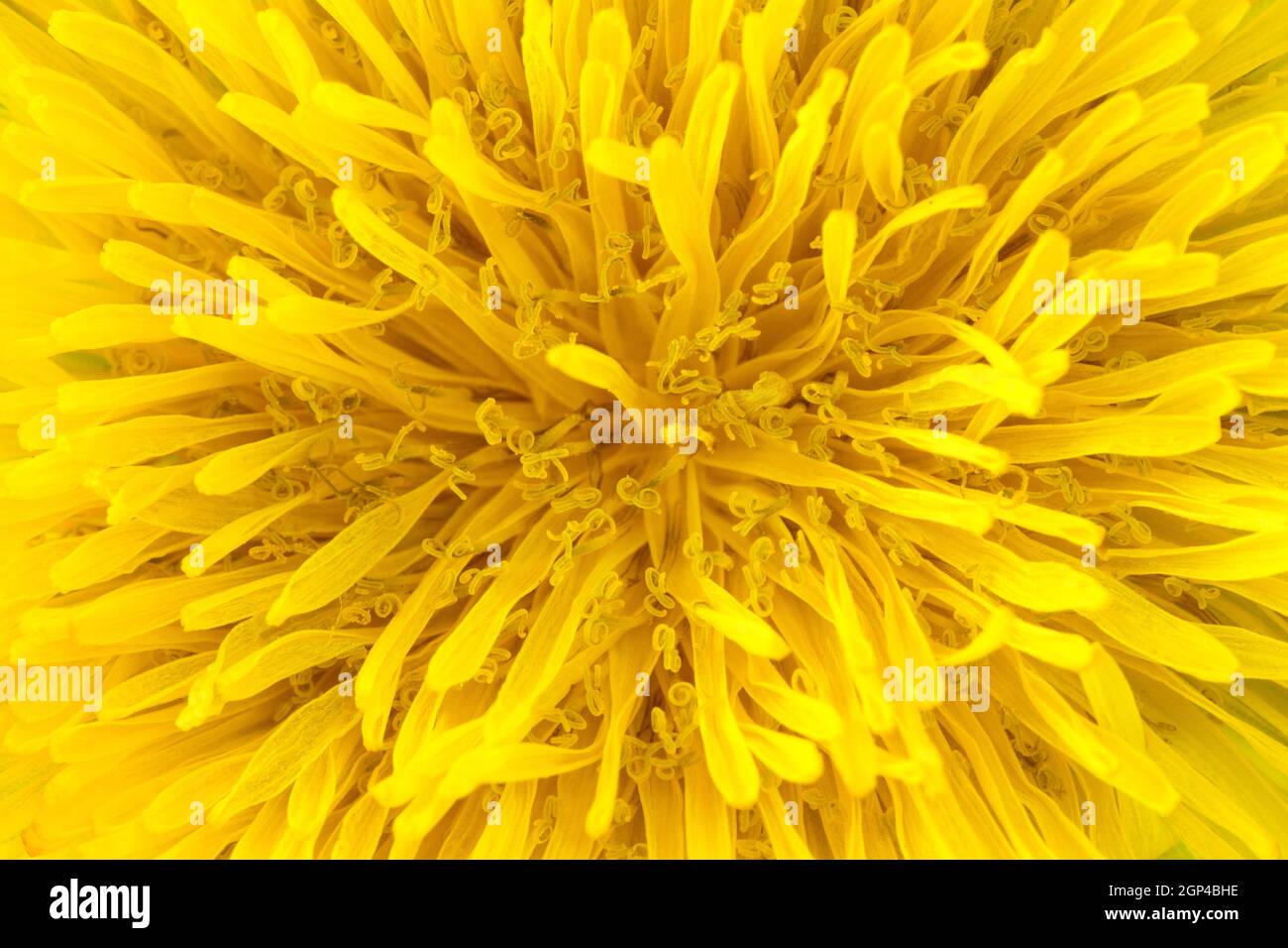 Yellow dandelion super macro shot. Spring and summer flower Stock Photo ...