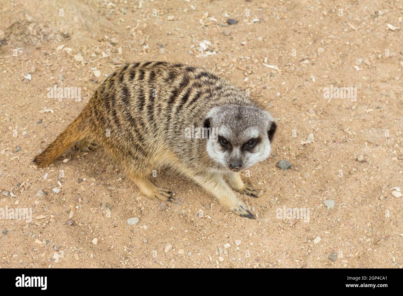 Meerkat guards hi-res stock photography and images - Alamy