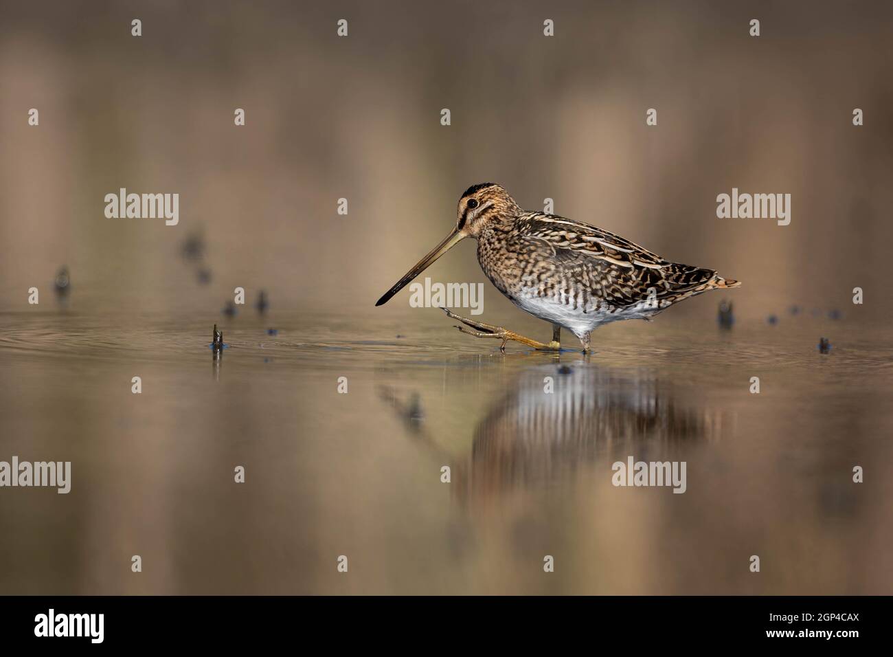 Common snipe bird Gallinago gallinago search food in the swamp Stock ...