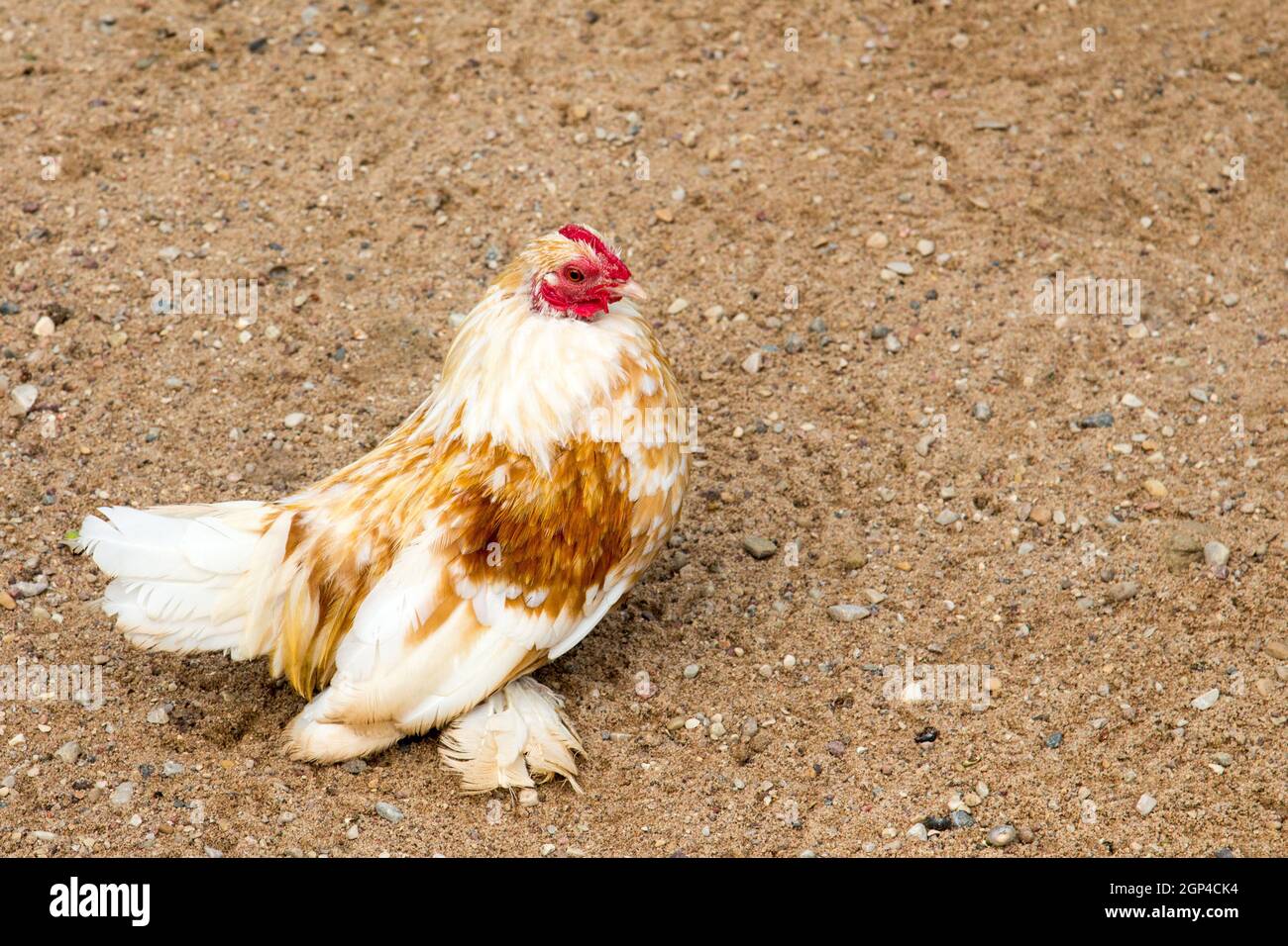 White crested chicken hi-res stock photography and images - Alamy