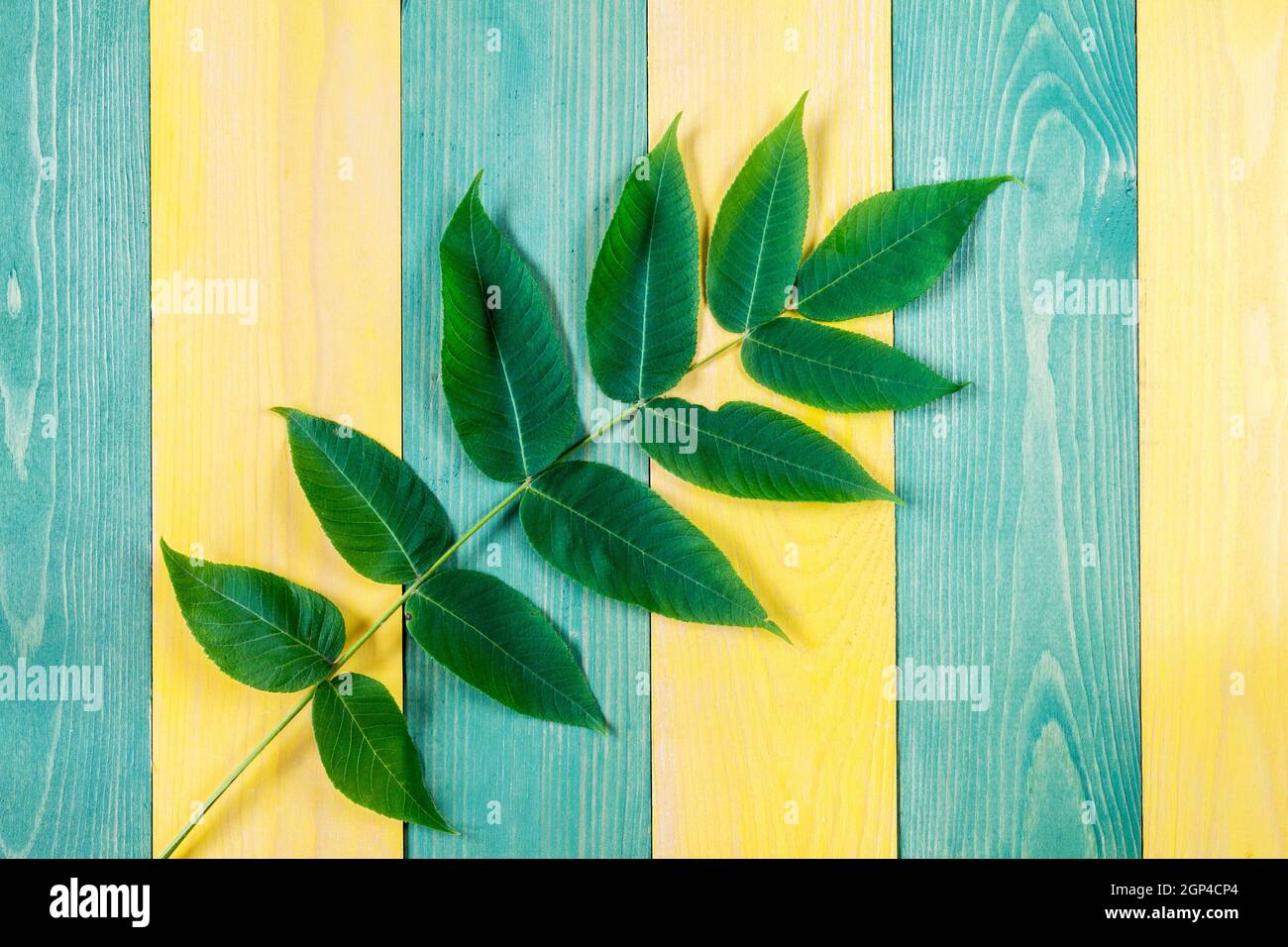 Wooden background with green plant. Copy-space Stock Photo - Alamy