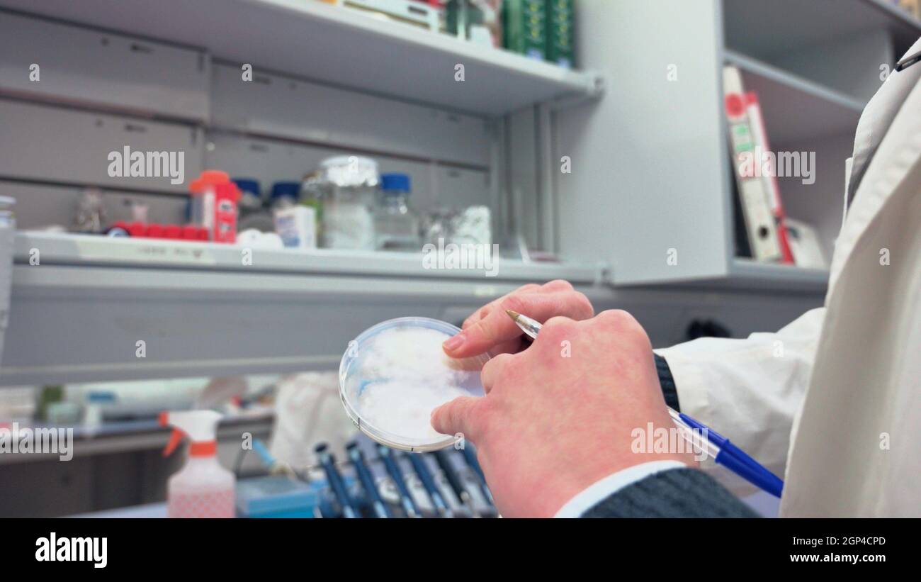a scientist working in his lab with samples and researching Stock Photo ...