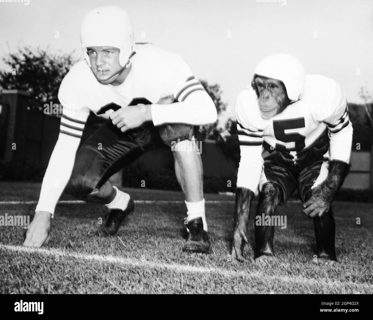 BONZO GOES TO COLLEGE, from left: Frank Gifford, Bonzo the chimp on set ...