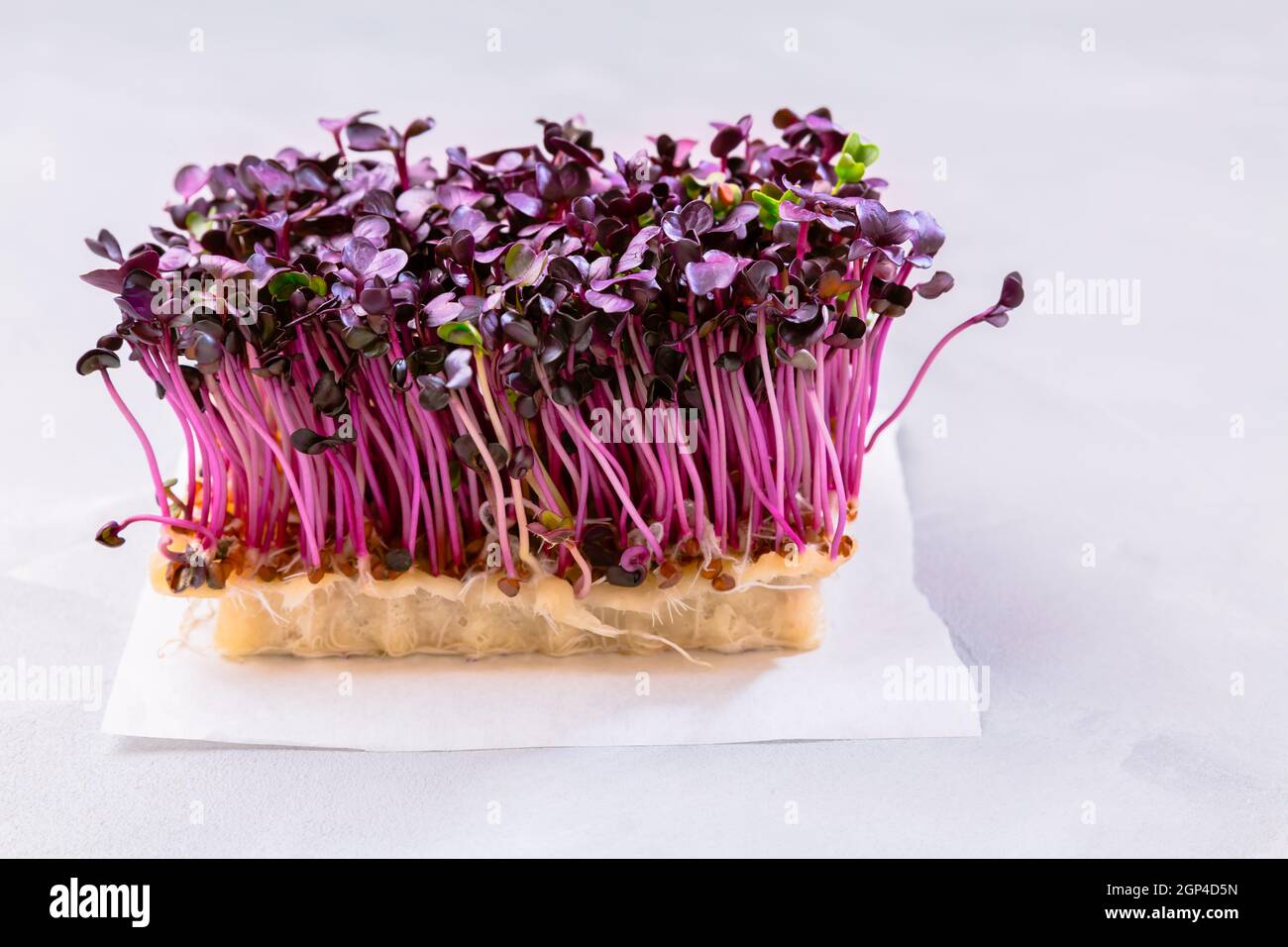 Purple Shiso Cress on grey background Stock Photo - Alamy