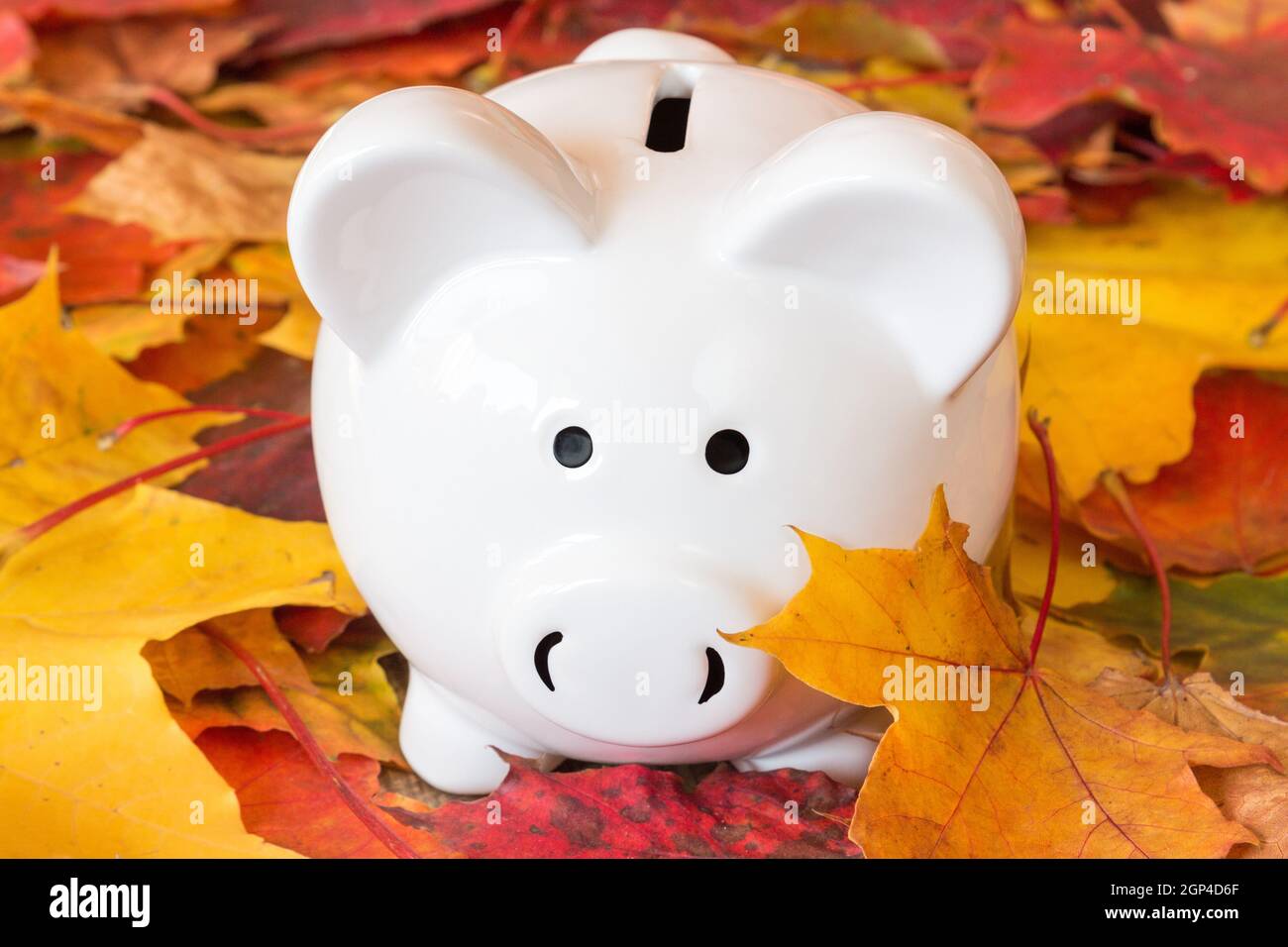 Piggy bank sitting on a fall leaf background, savings Stock Photo - Alamy