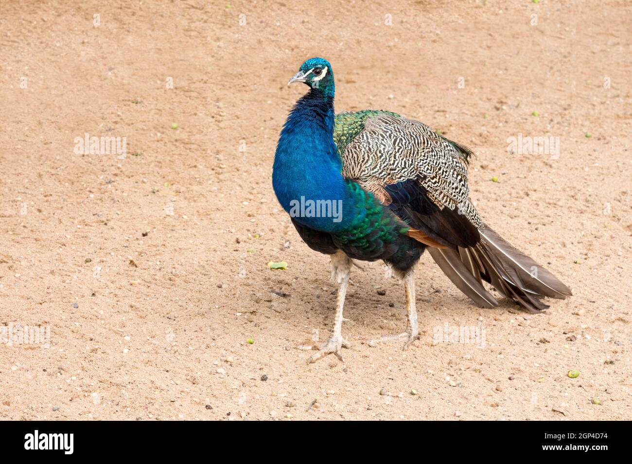 Beautiful Peacock walking on the sandy ground Stock Photo - Alamy