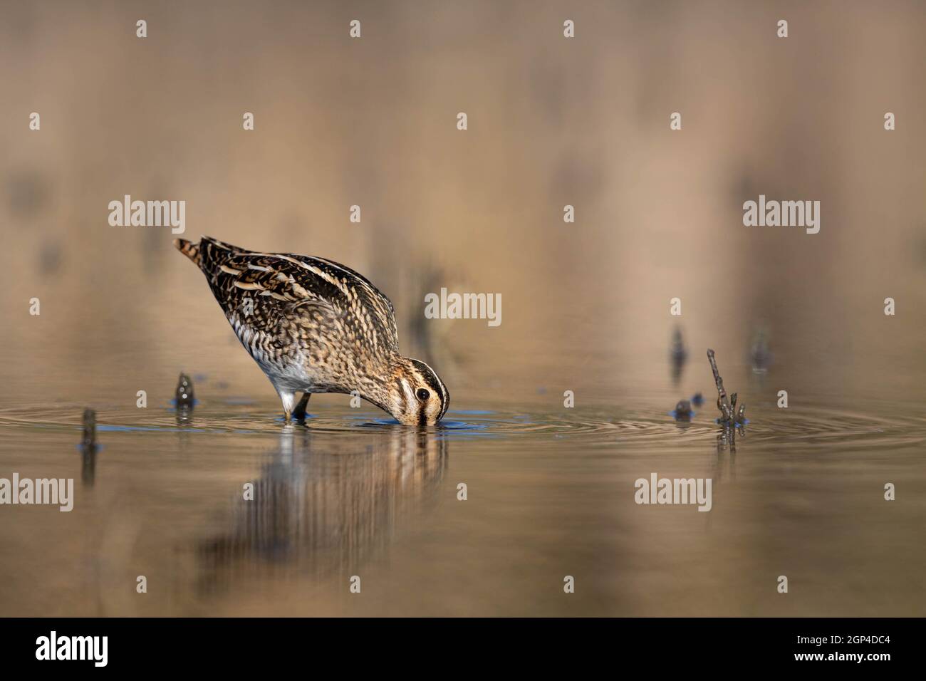 Common snipe bird (Gallinago gallinago) search food in the swamp Stock ...
