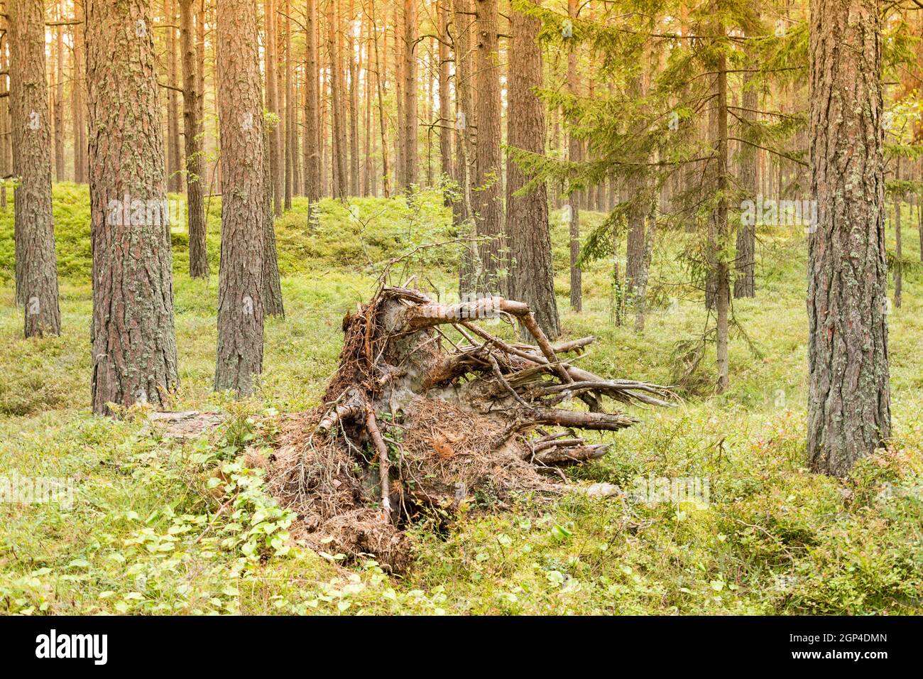 View of stump with roots on pine forest Stock Photo - Alamy