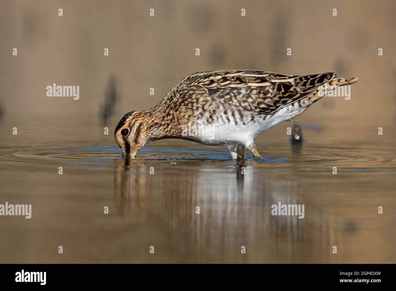Common snipe bird (Gallinago gallinago) in the lake swamp search food ...
