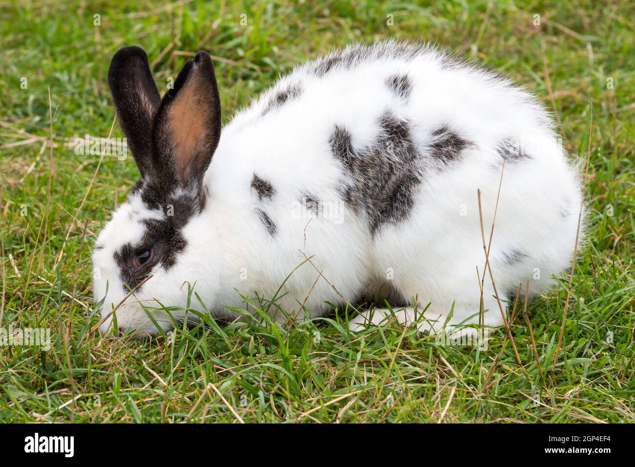White spotted Easter rabbit sitting in grassland Stock Photo - Alamy