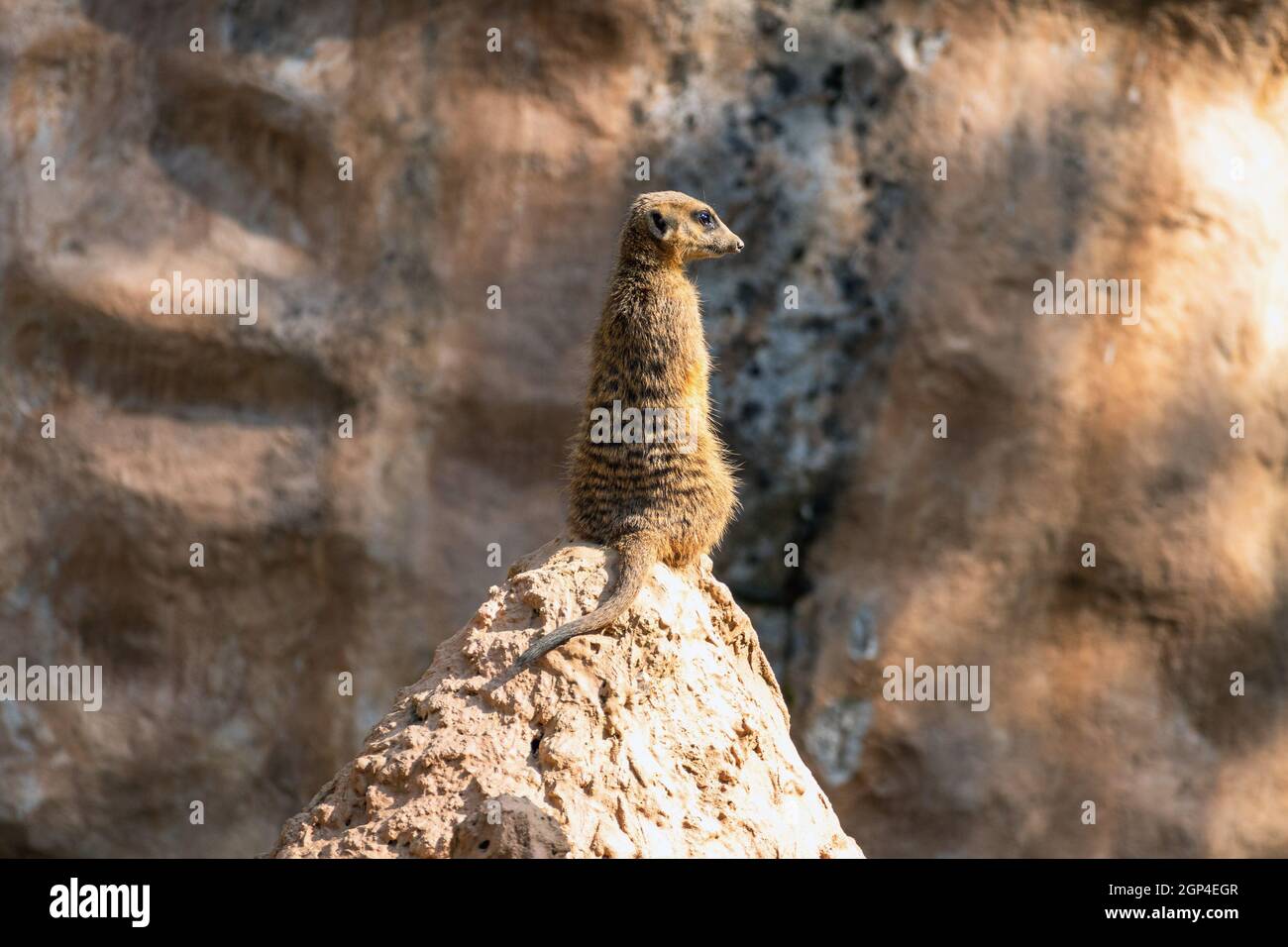 Surikata hi-res stock photography and images - Alamy