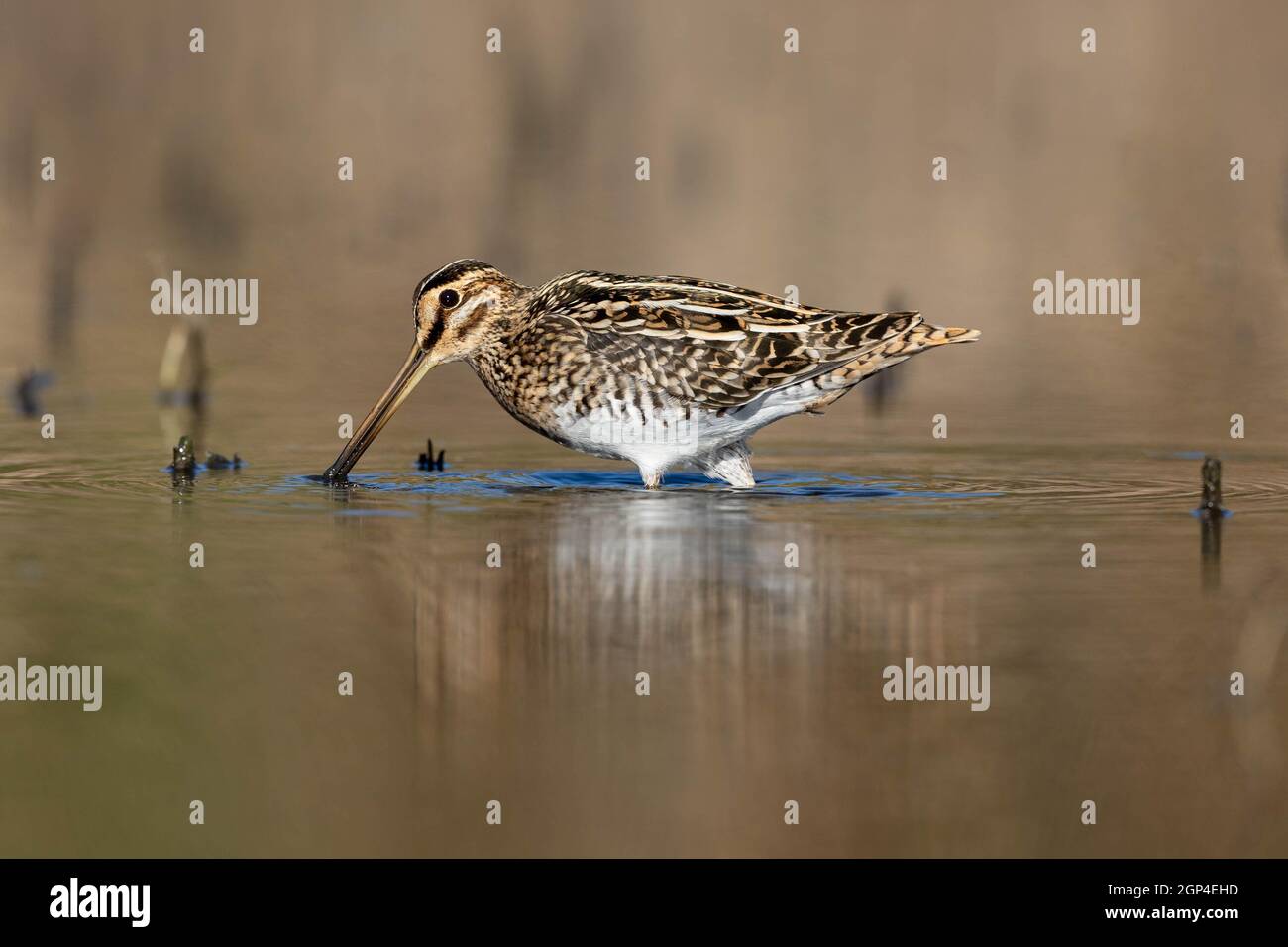 Common snipe bird (Gallinago gallinago) in the lake swamp search food ...
