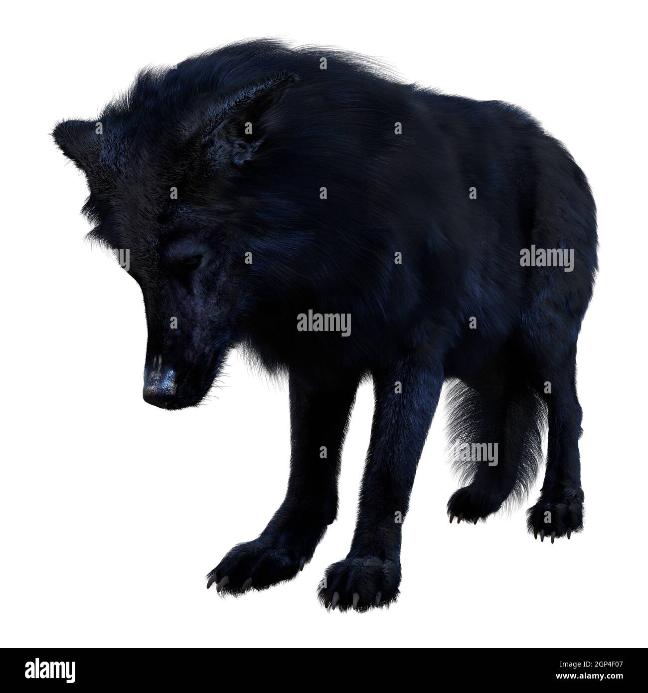 3D rendering of a black wolf isolated on white background Stock Photo ...