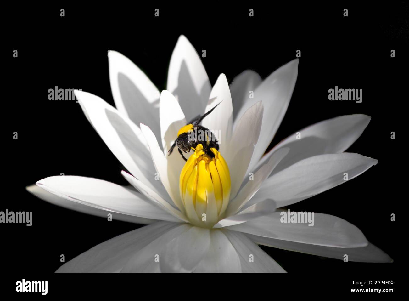 White bee indonesia hi-res stock photography and images - Alamy