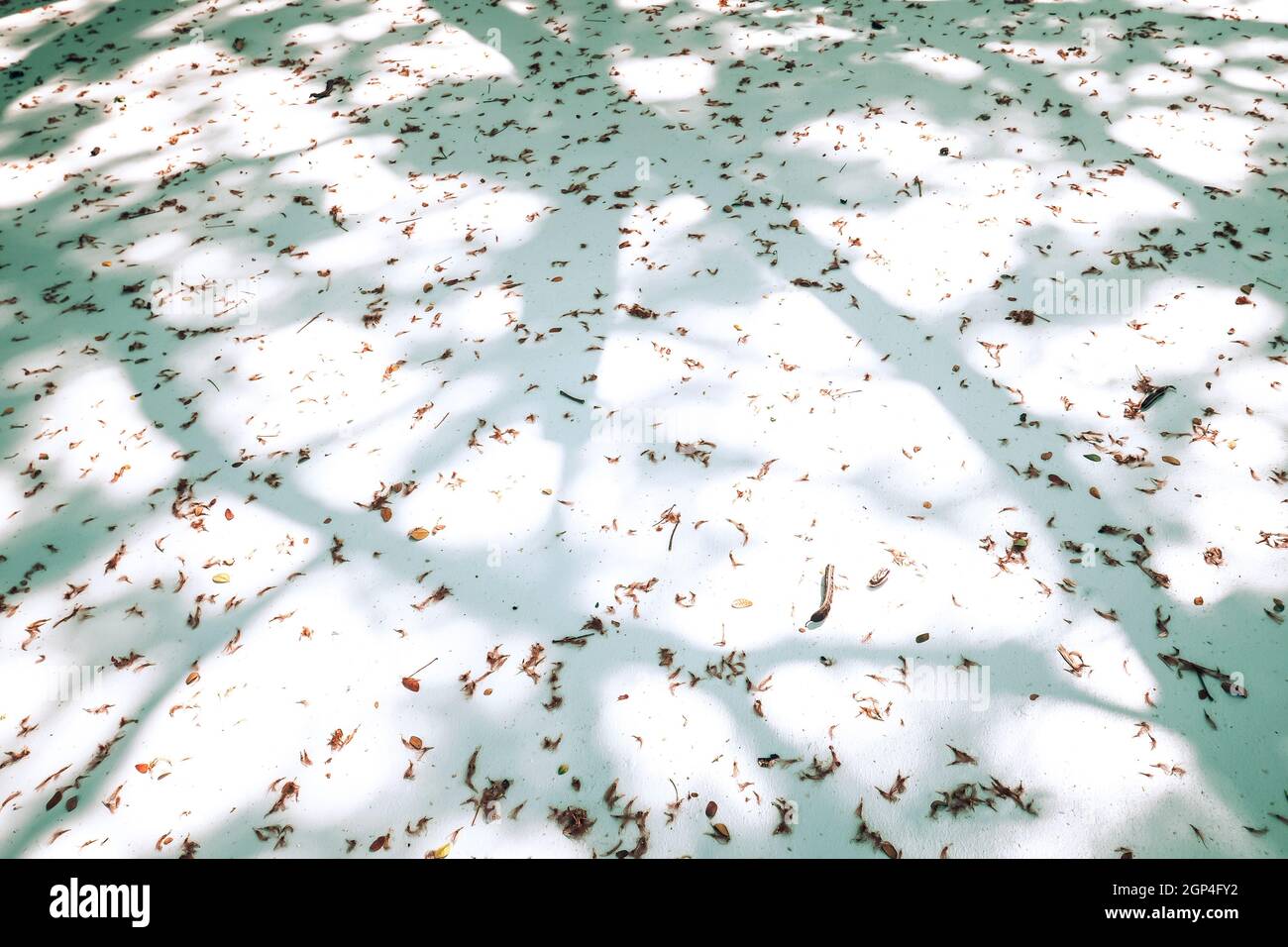 The tree shadow cast on the concrete floor . Shadow of tree on ground ...