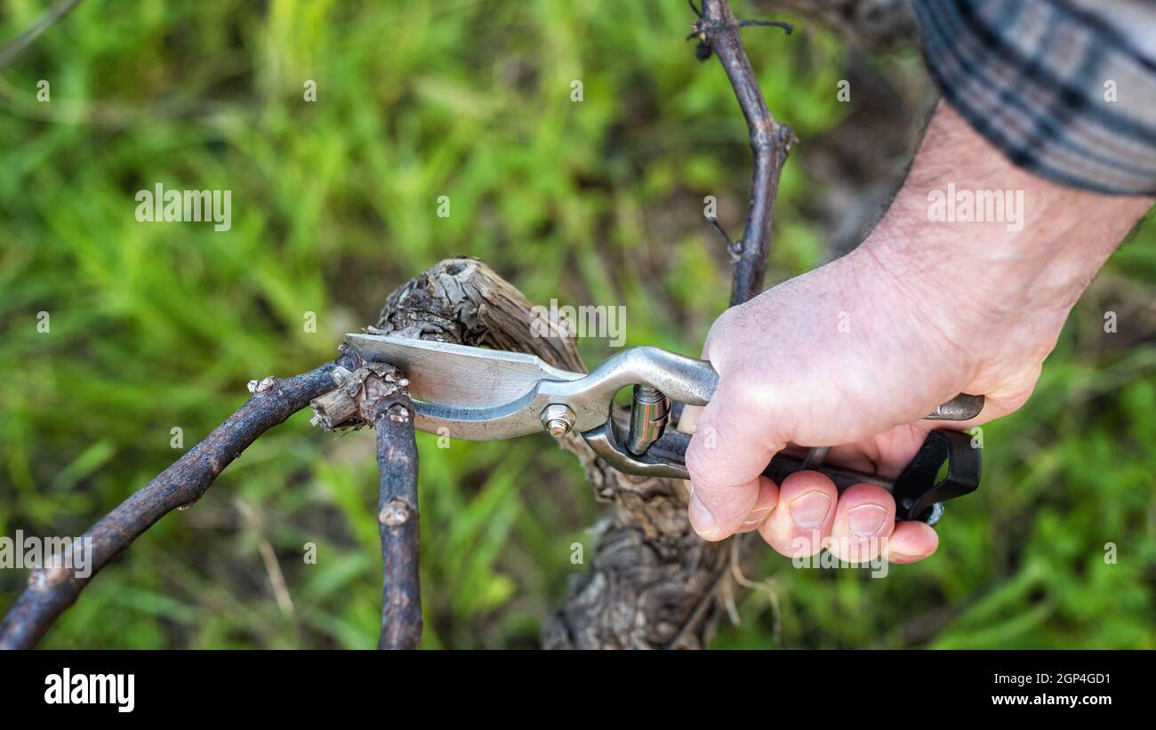 Close-up of a winegrower hand. Prune the vineyard with professional ...