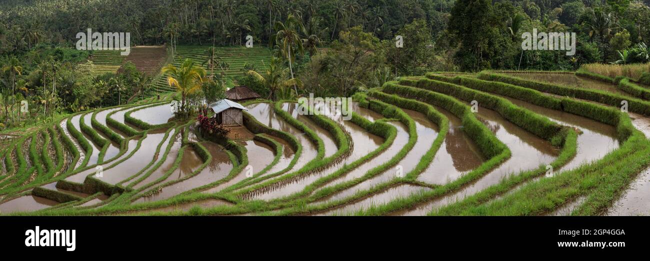 INDONESIA, BALI. PANORAMA ON THE RICE TERRACES OF BELIMBING Stock Photo ...