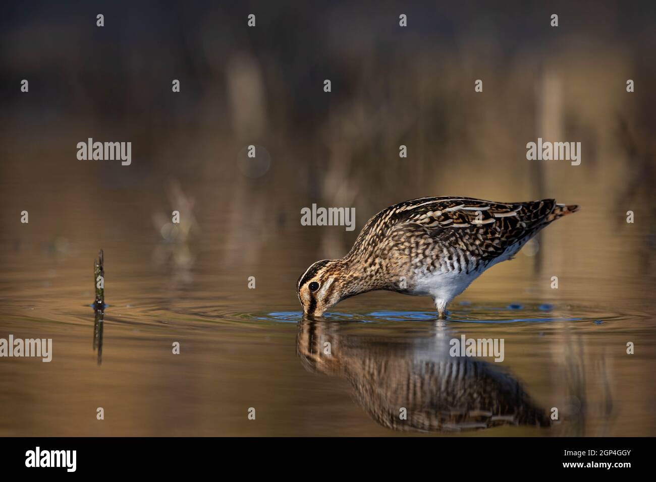 Common snipe bird (Gallinago gallinago) in the lake swamp natural ...