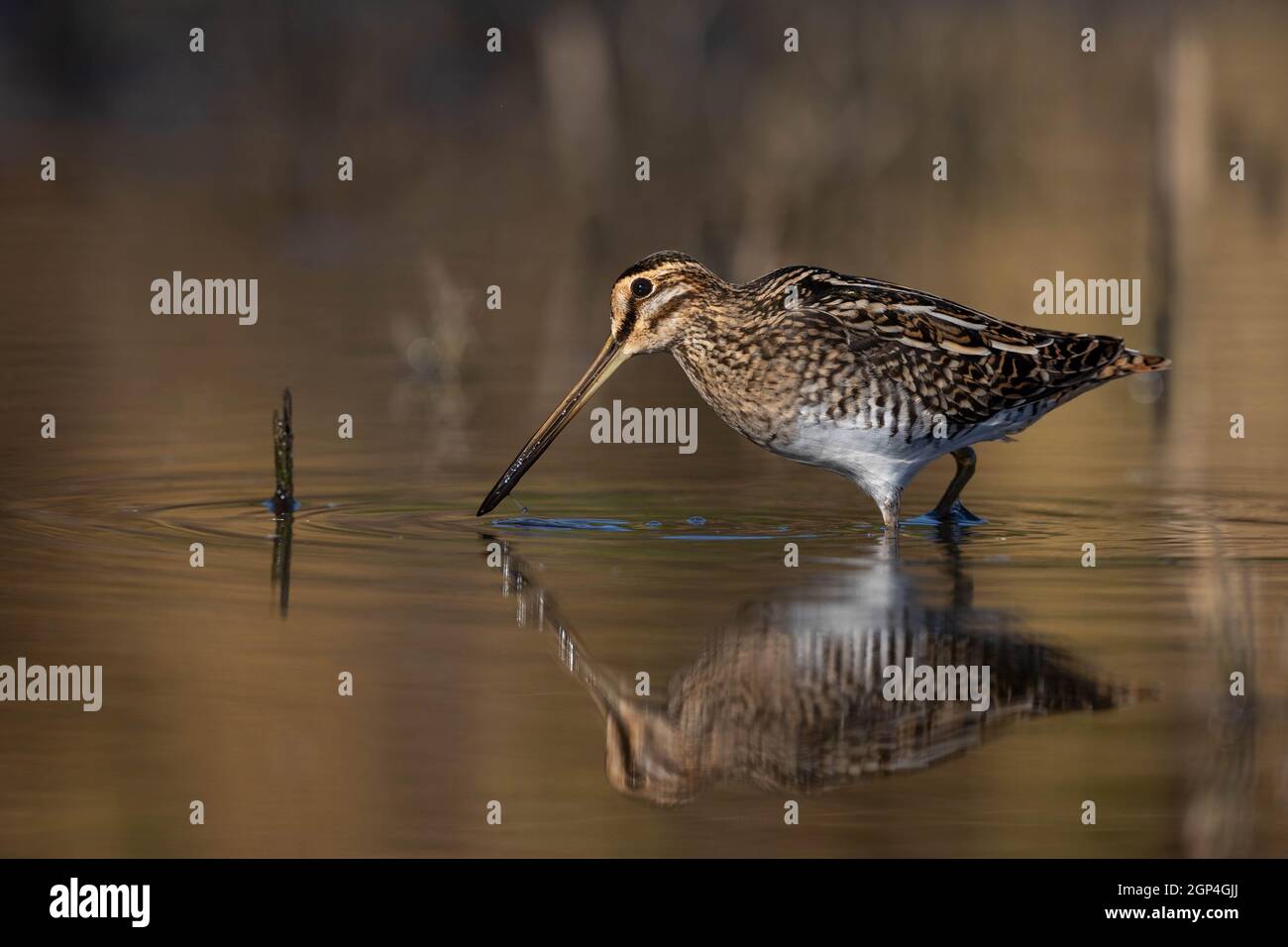 Common snipe bird (Gallinago gallinago) in the lake swamp natural ...