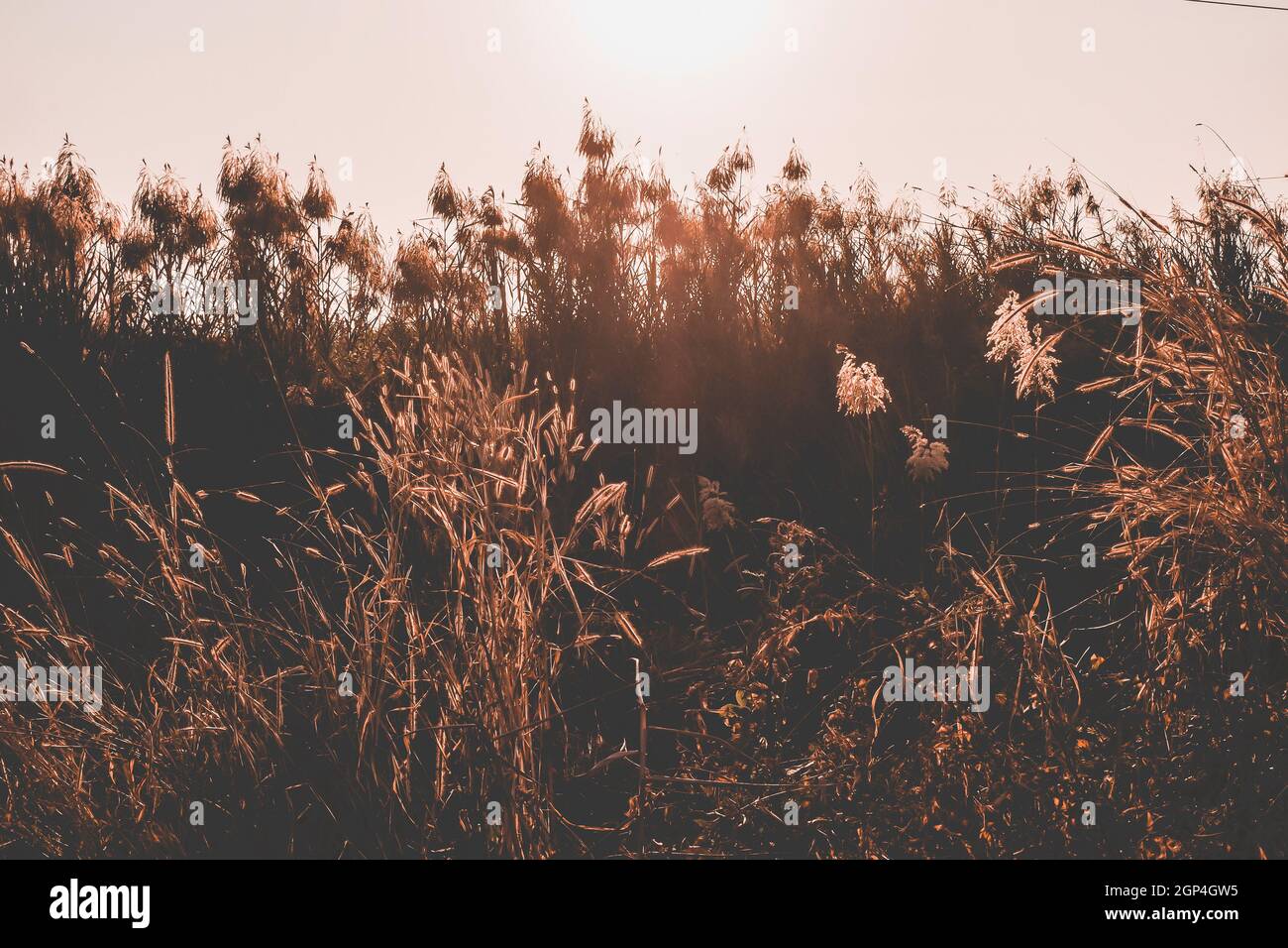 Wild Grass Flowers Field blow in the wind on landscape with vintage ...