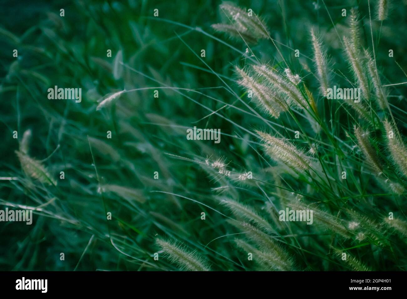 Wild grass flower in wet green grass. Fresh outdoor nature background ...