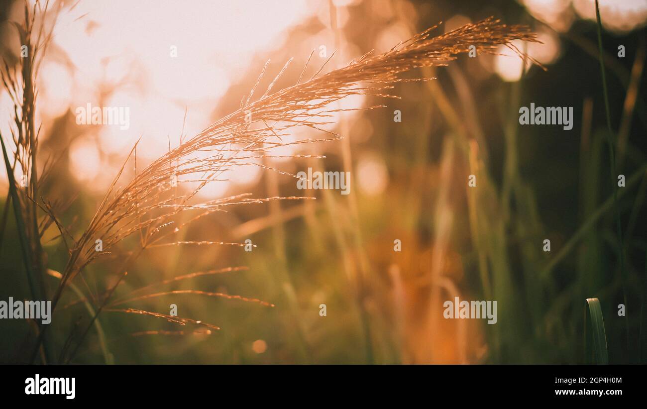Wild Grass Silhouette Against Golden Hour Sky During Sunset Stock Photo ...