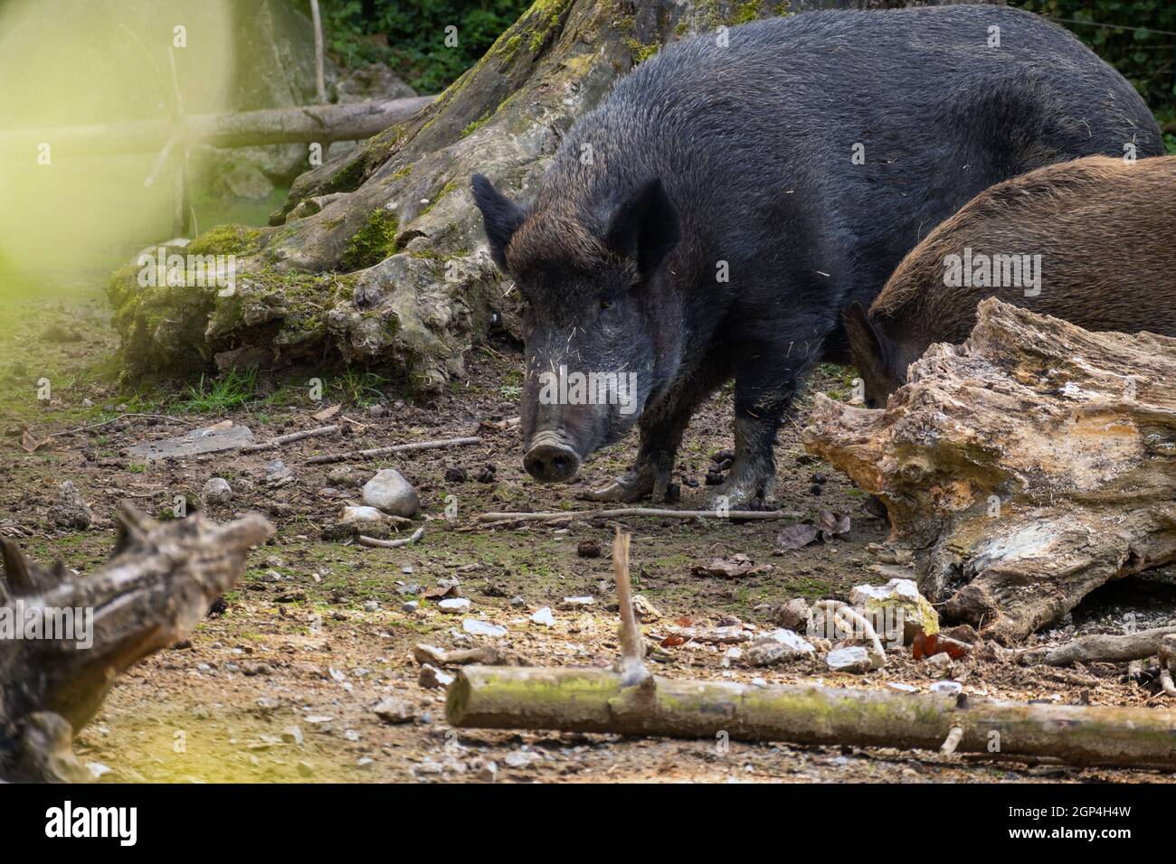 Cute swine sus scrofa hi-res stock photography and images - Alamy