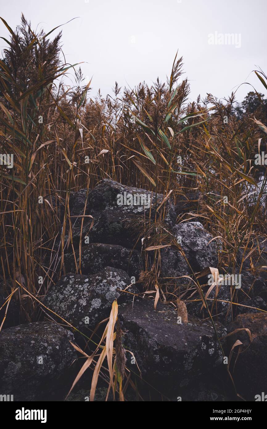 Seashore plants hi-res stock photography and images - Alamy