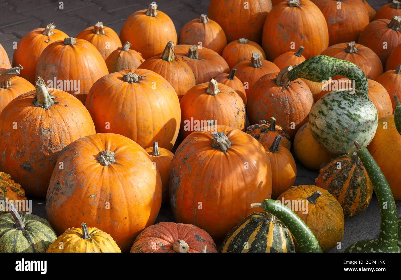 Colorful pumpkins for Halloween, background and texture Stock Photo - Alamy