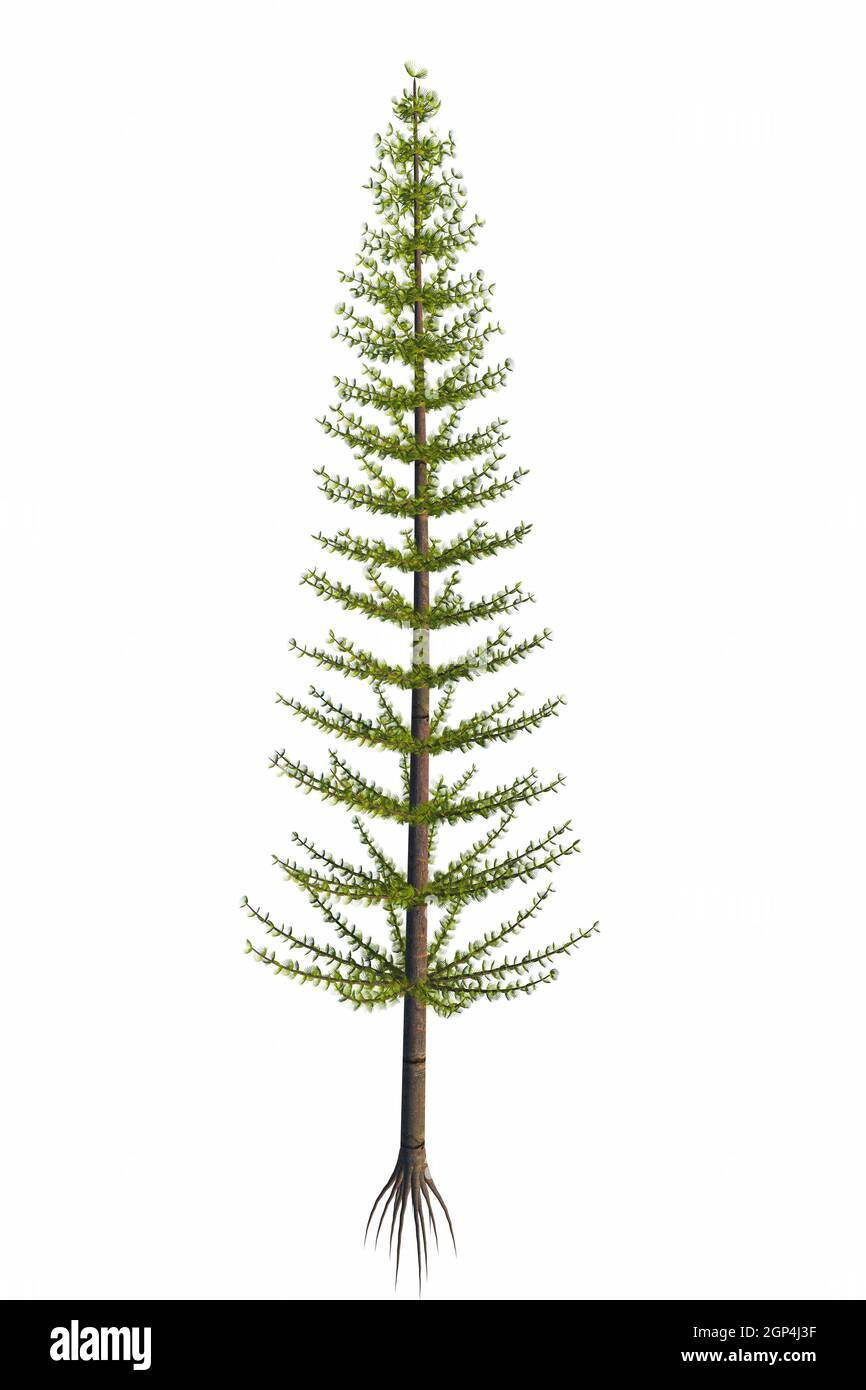 Calamitea equisetites tree Cut Out Stock Images & Pictures - Alamy