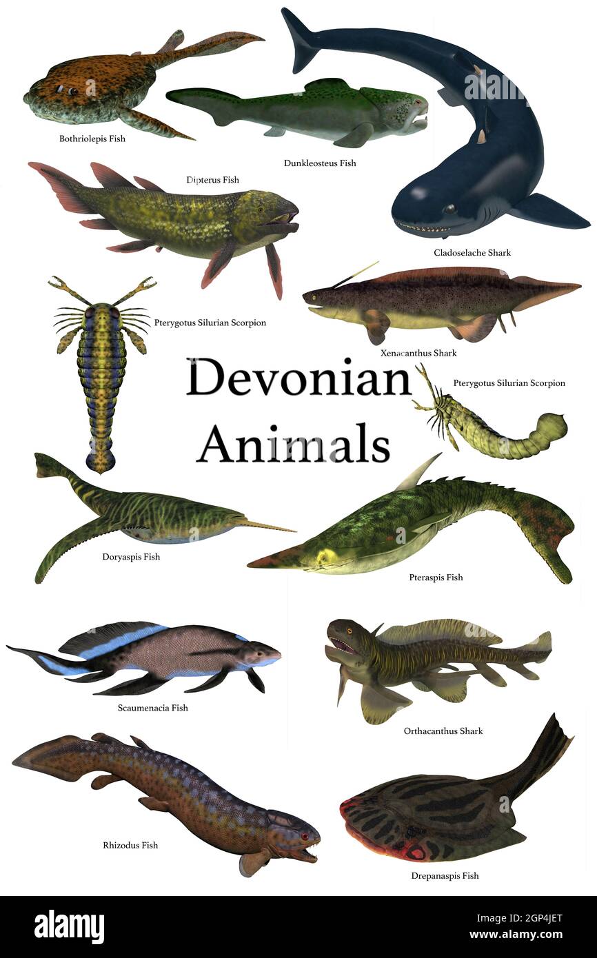 Devonian Period Fish