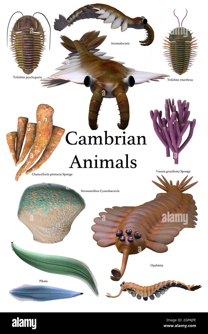 A collection of various animals and microbes that lived during the ...