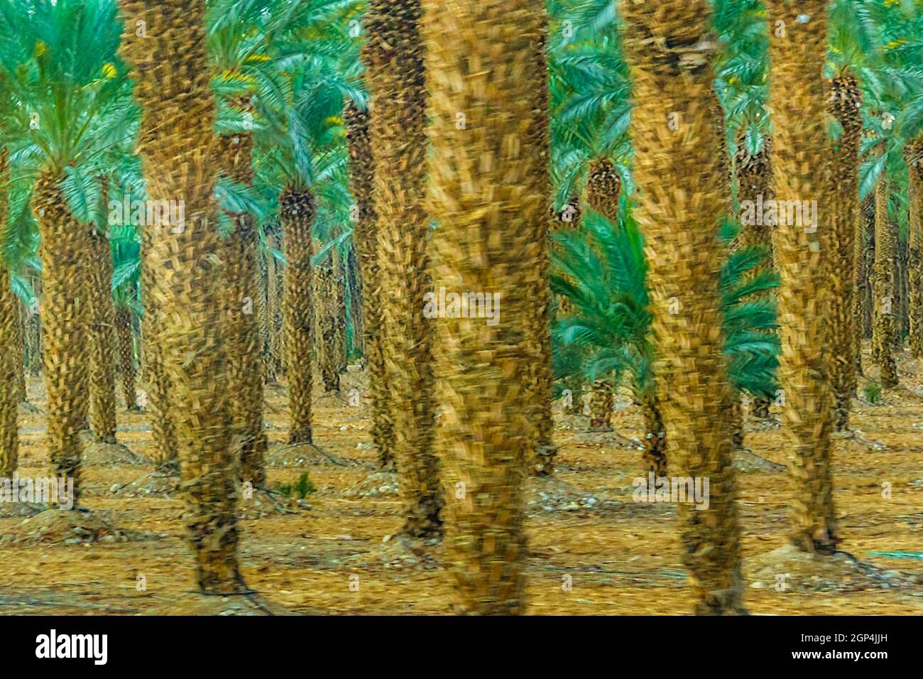 Palm trees at west bank outdoor landscape, middle, east, israel Stock ...