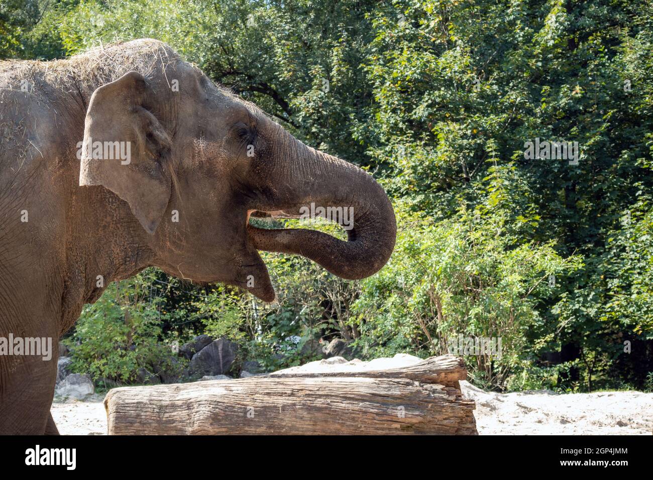 Elephants in the zoo. Biggest african mammal Stock Photo - Alamy