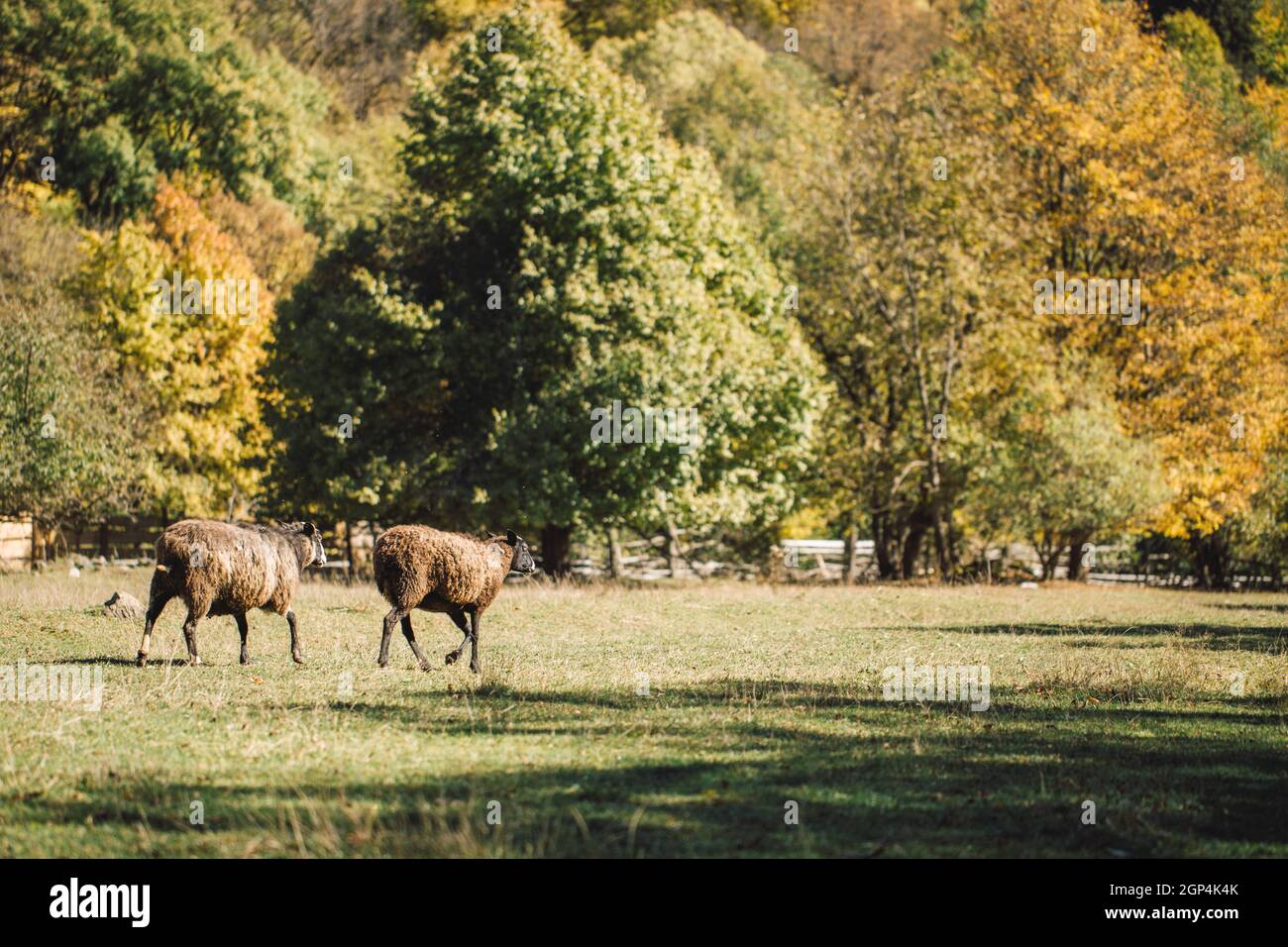 small herd of sheep in private agriculture. Southern breed of sheep in ...