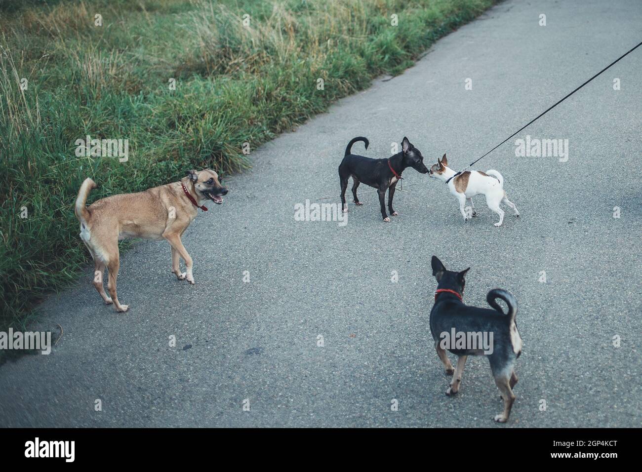 Walk with a dog. Wandering black dog touches a small domestic Chihuahua ...