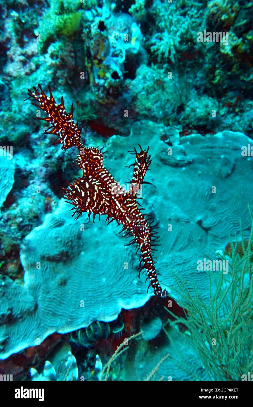 Harlekin-Geisterpfeifenfisch - Solenostomus paradoxus, Nord-Molukken ...