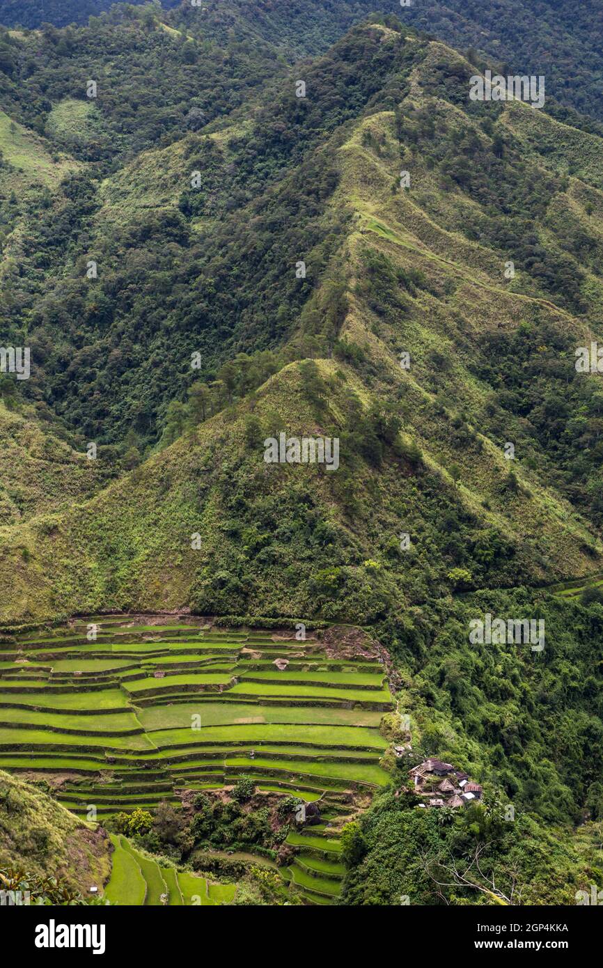 PHILIPPINES, BANAUE. THE TERRACES RICE FIELDS OF BANAUE Stock Photo - Alamy