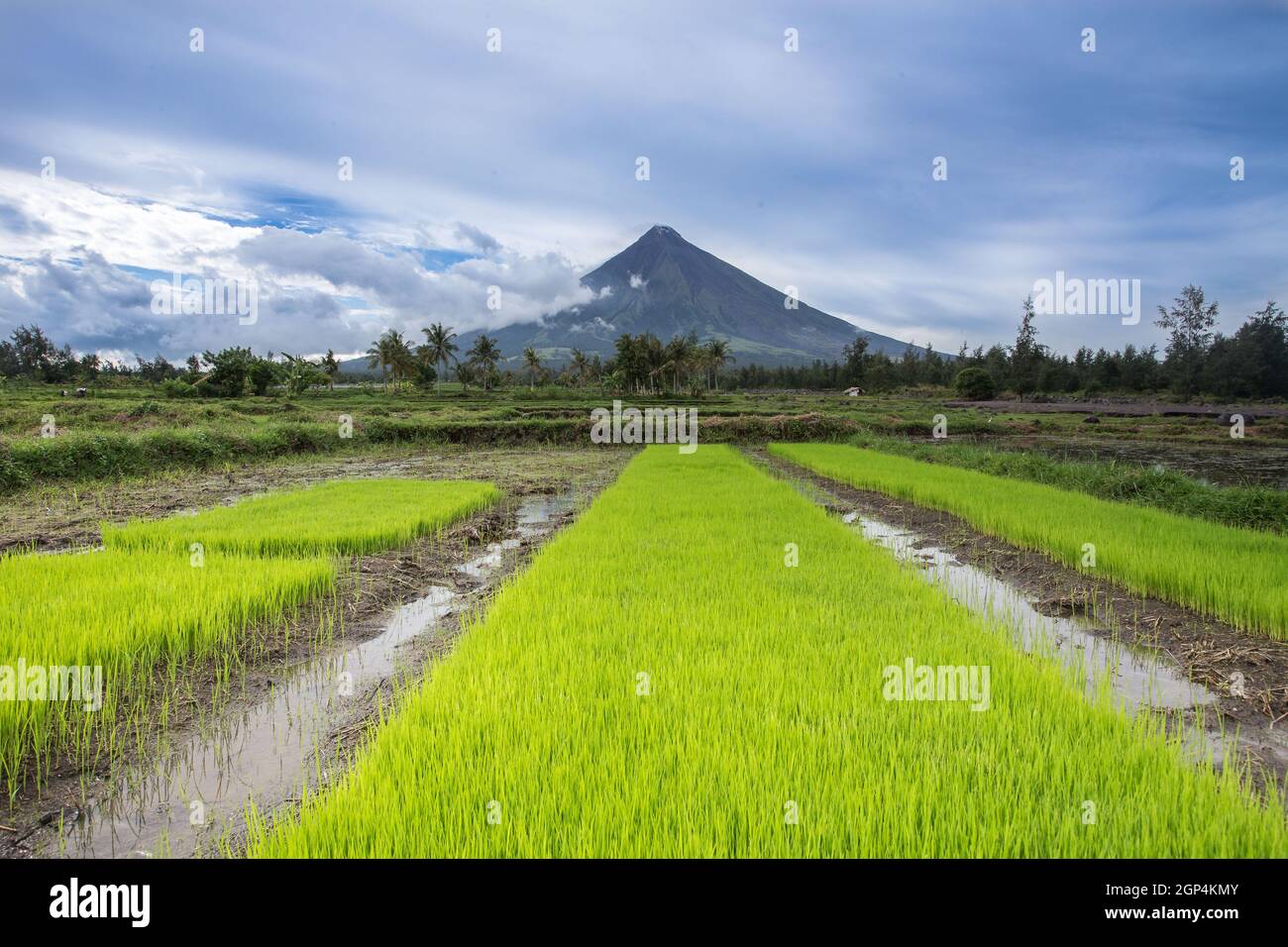 PHILIPPINES, MONT MAYON. THE VOLCANO MOUNT MAYON AND THE SURROUNDED ...