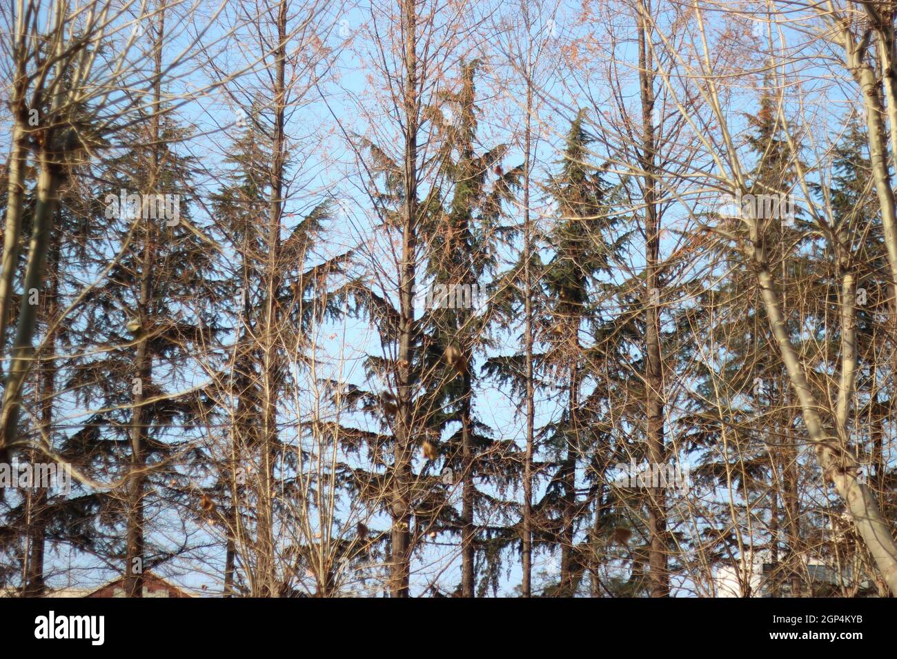 Trees with half empty branches in the park. Long trees with brown and ...