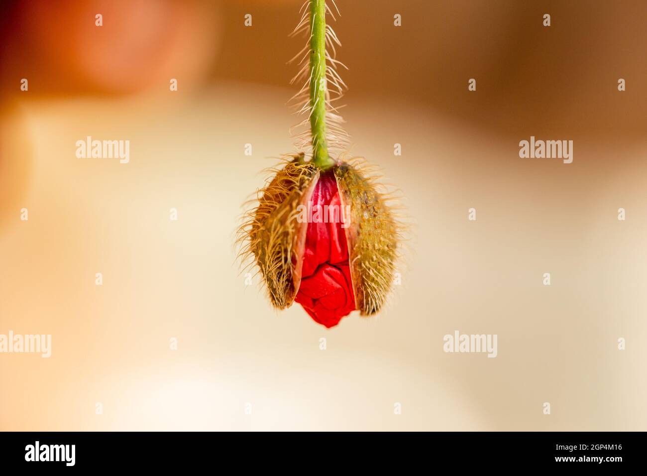 Unopened red poppy bud on the table. Folded flower petals. Background ...