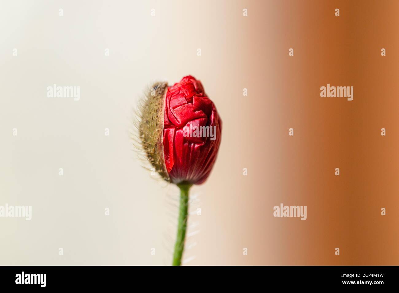 Unopened red poppy bud on the table. Folded flower petals. Background ...