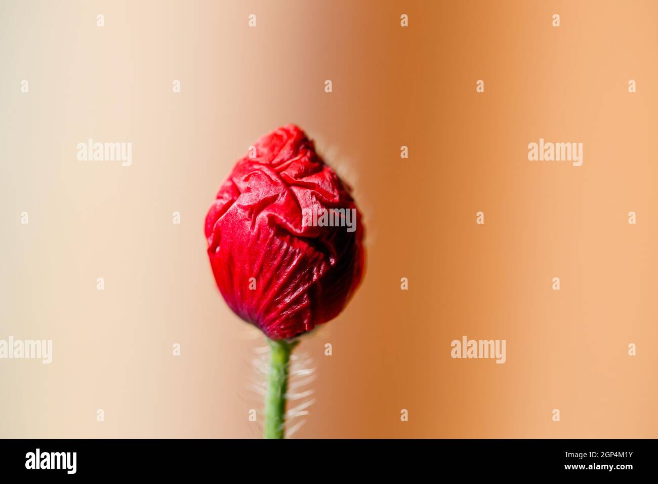 Unopened red poppy bud on the table. Folded flower petals. Background ...