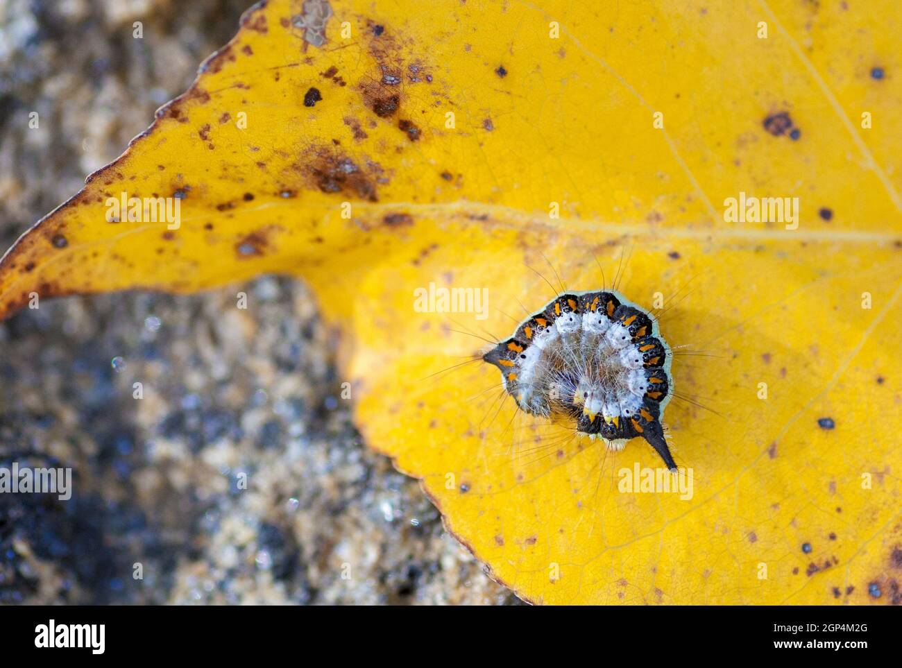 Rolled over leaf hi-res stock photography and images - Alamy