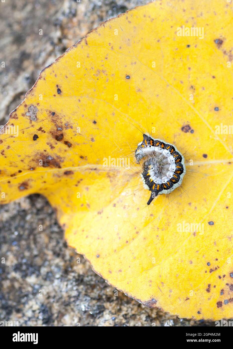 Rolled Up Larva High Resolution Stock Photography and Images - Alamy