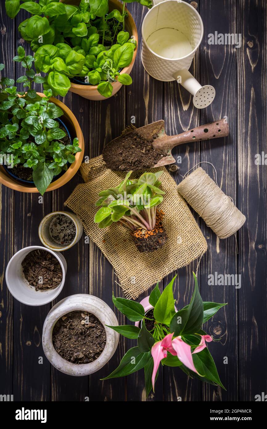 Replanting plants - herbs, flowers and plants in pots, green garden on ...