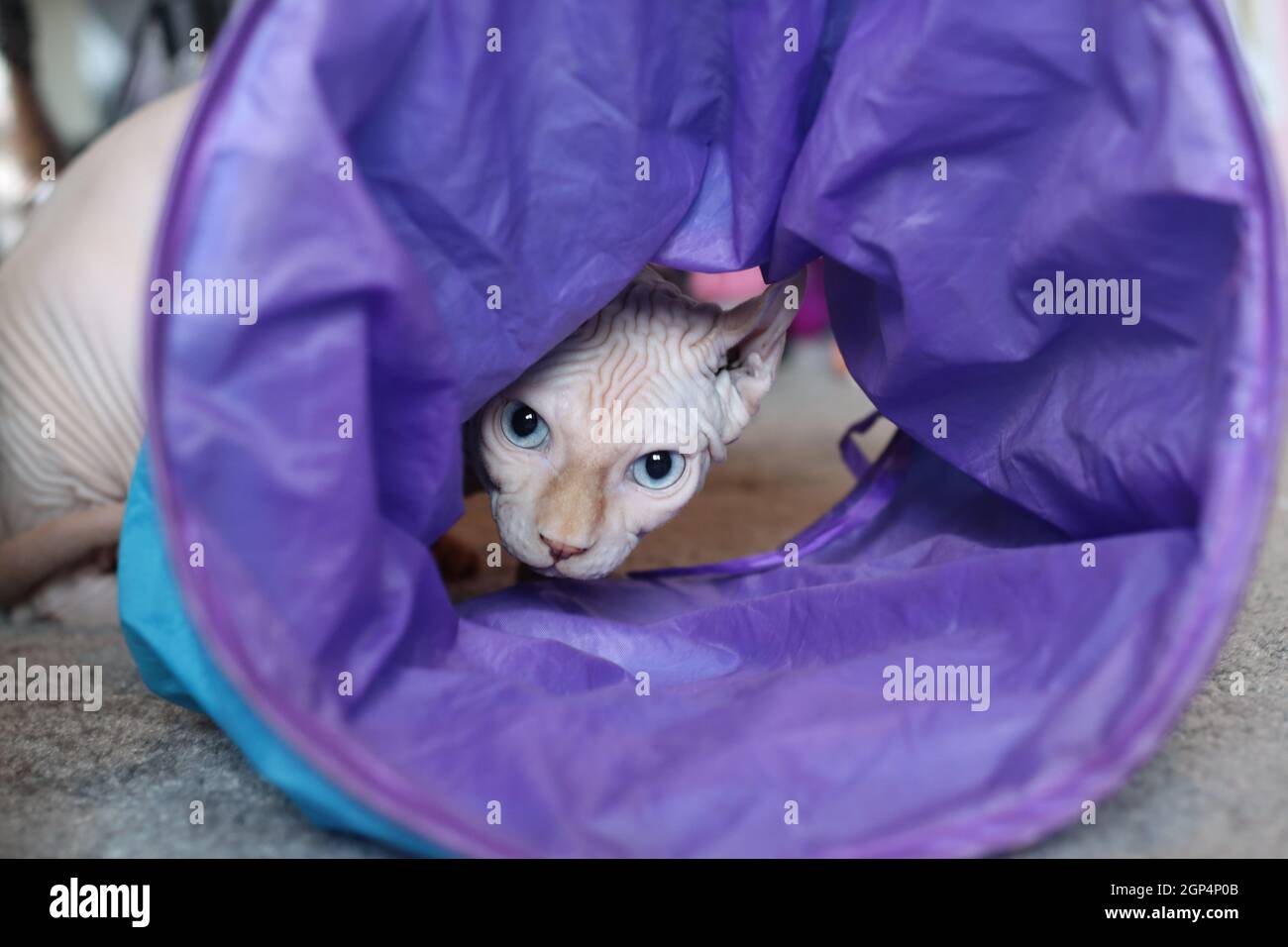 Binx the sphinx got his eye on something Stock Photo - Alamy