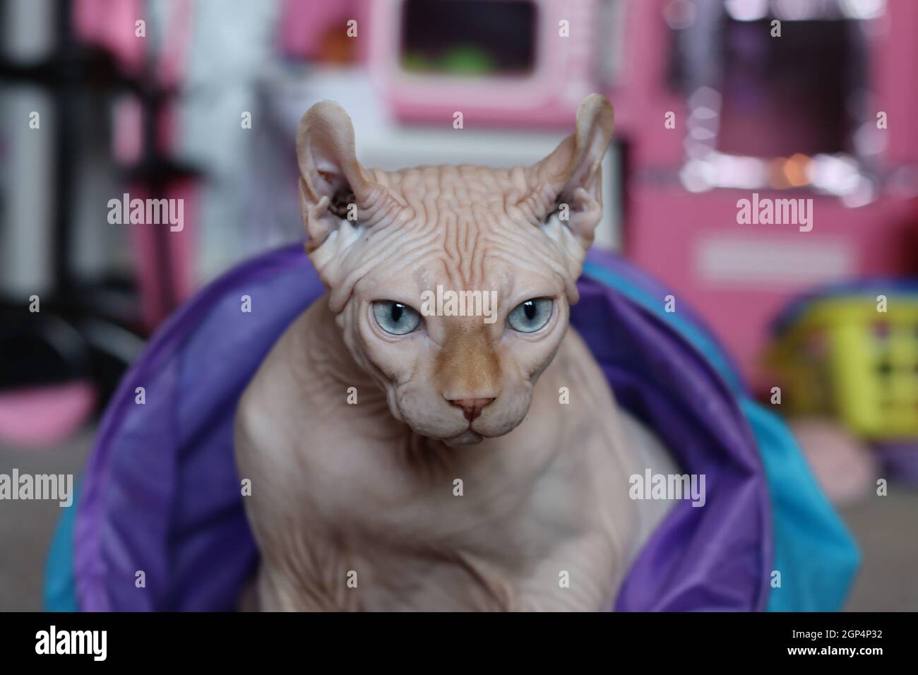 Portrait of Binx the sphinx Stock Photo - Alamy