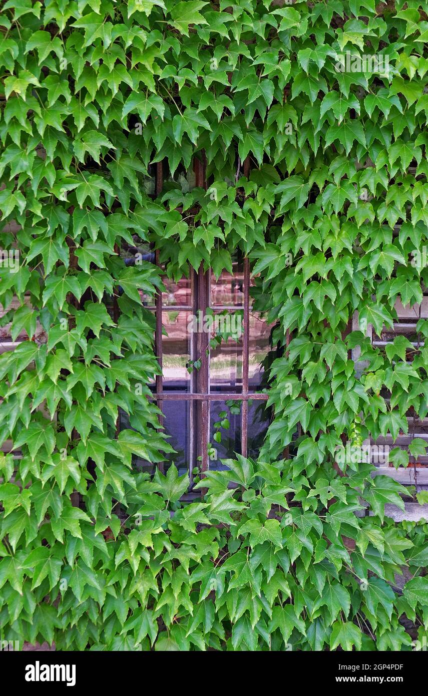 Window in Ivy covered wall Stock Photo - Alamy