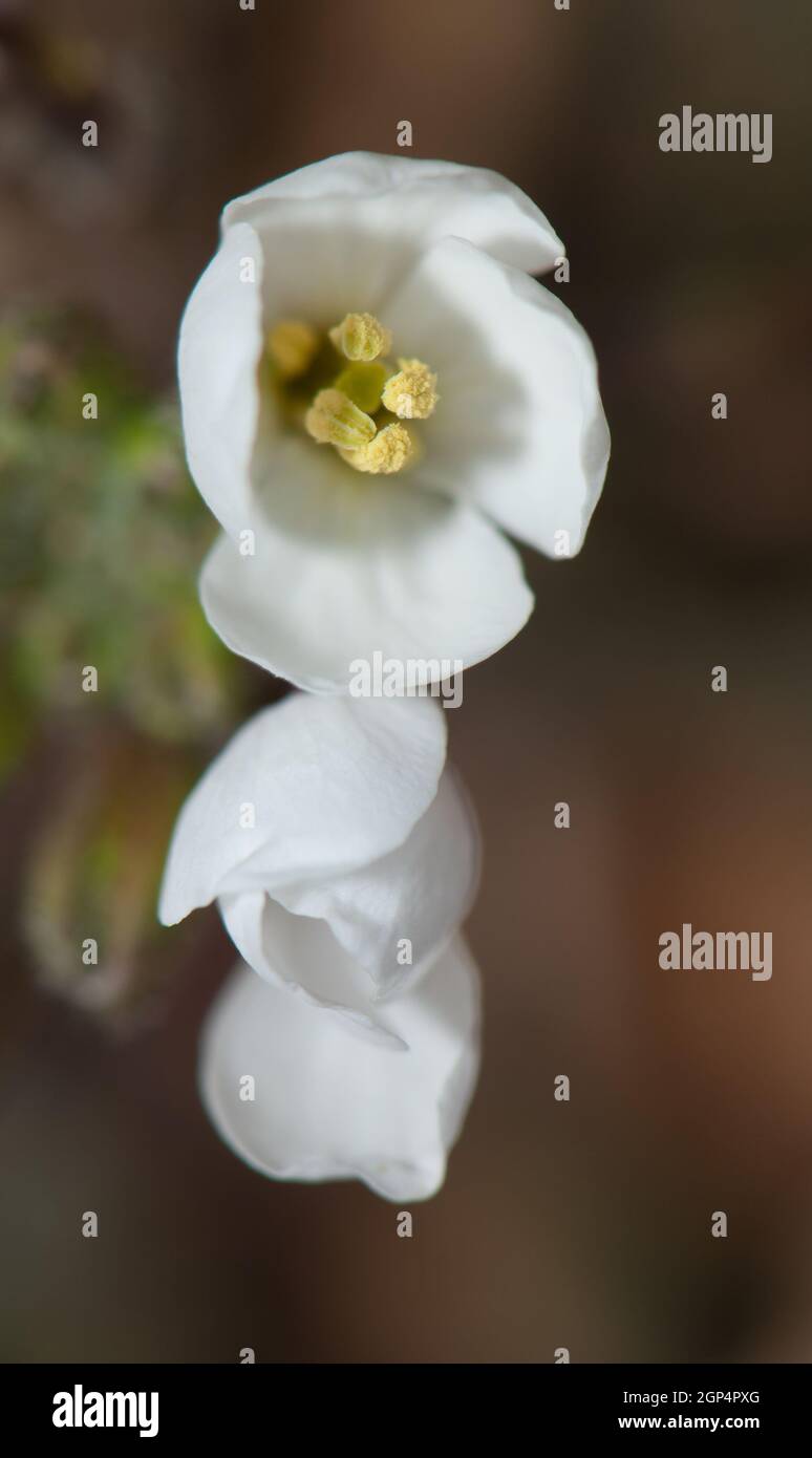 Flowers. Gallocanta Lagoon Natural Reserve. Aragon. Spain Stock Photo ...